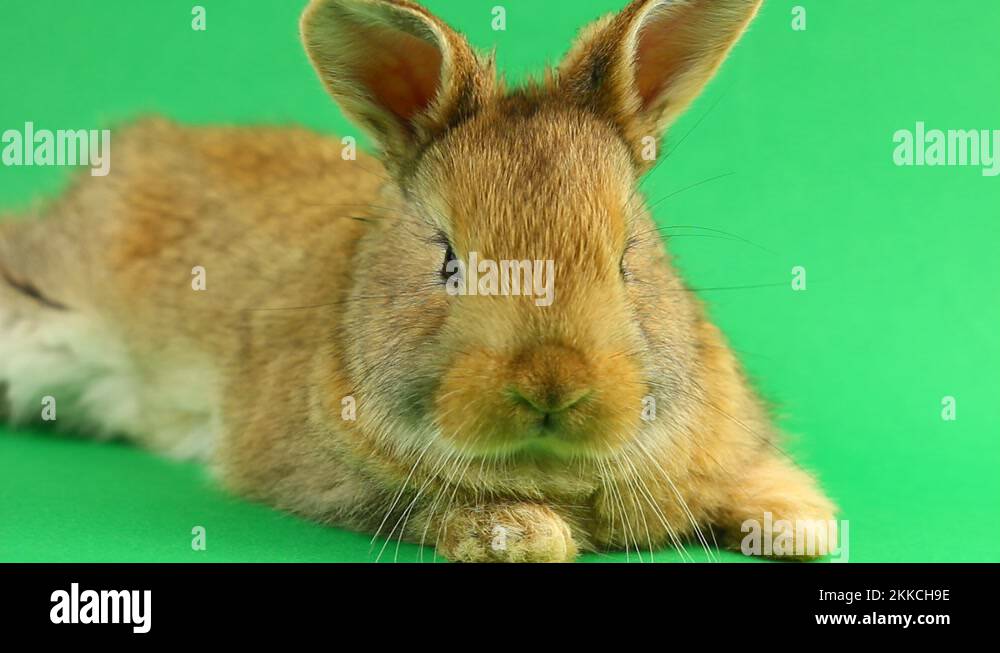 Brown cute fluffy brown rabbit sits on a green background and wiggles ...