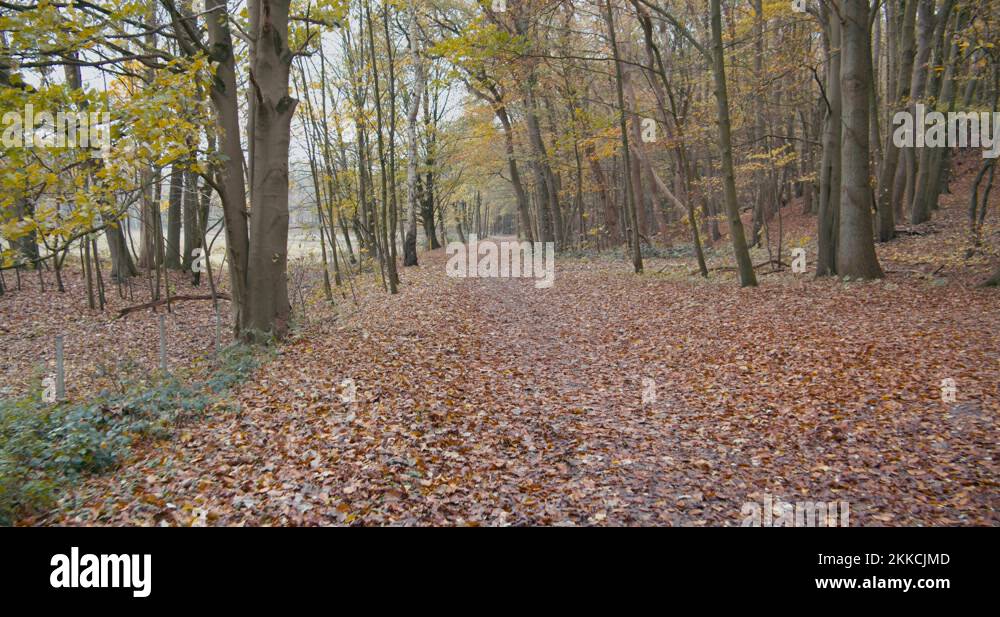 Stabilized Walk in Yellow European Forest on Dirt Road with Falling ...