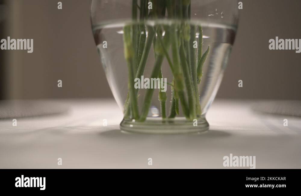 Flower vase water Stock Videos & Footage - HD and 4K Video Clips - Alamy