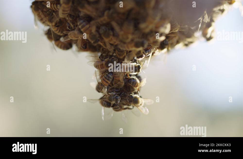 Africanized bee sting Stock Videos & Footage - HD and 4K Video Clips ...