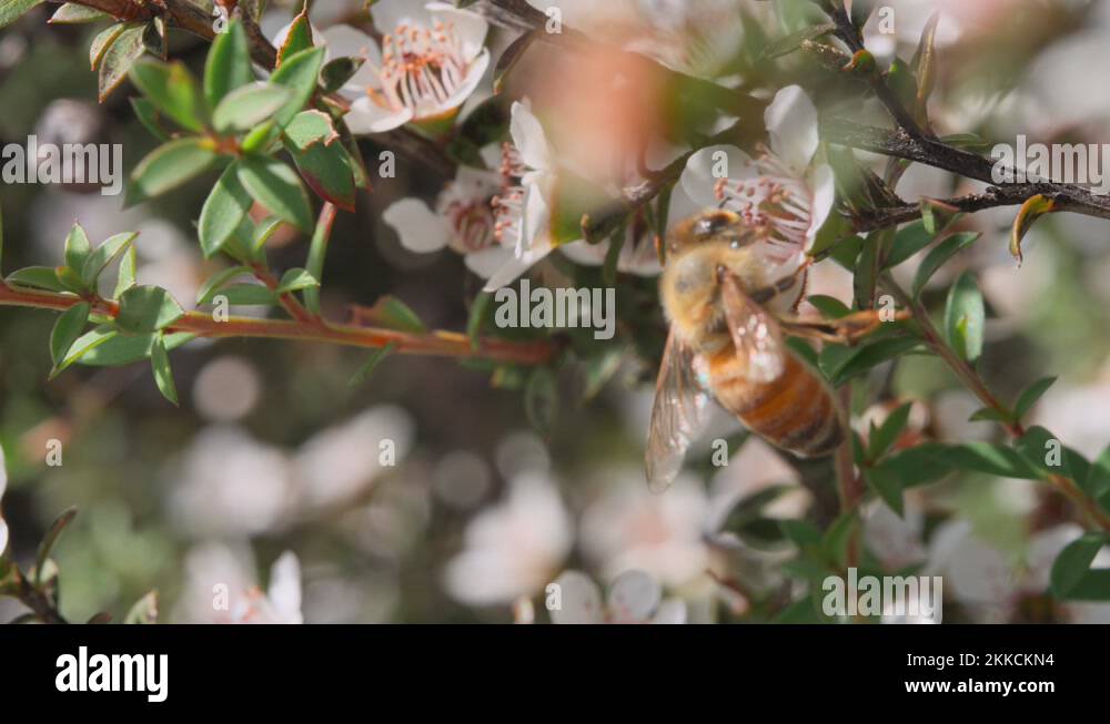 Bee at their natural habitat Stock Videos & Footage - HD and 4K Video ...