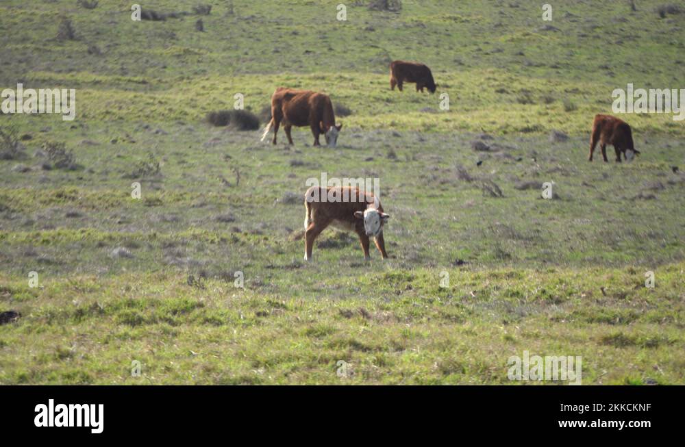 Open grazing cows Stock Videos & Footage - HD and 4K Video Clips - Alamy