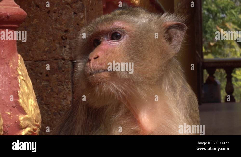 Monkey smile Stock Videos & Footage - HD and 4K Video Clips - Alamy