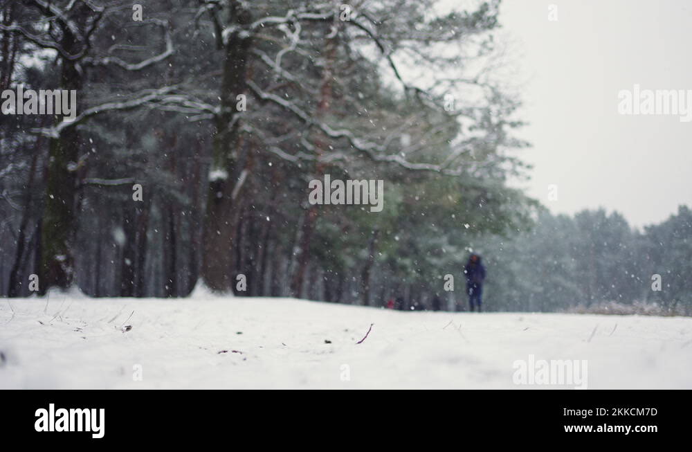 Winter scene of snowy forest and blurred human silhouette walking under ...