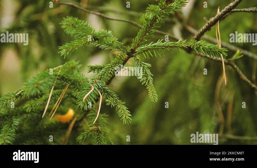 Prickly pine Stock Videos & Footage - HD and 4K Video Clips - Alamy