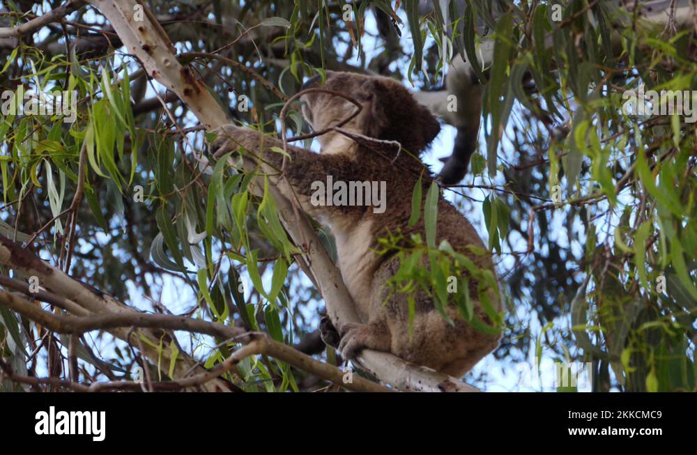 Koala Eating Eucalyptus Leaves On A Tree In North Stradbroke Island. close Stock Video Footage ...