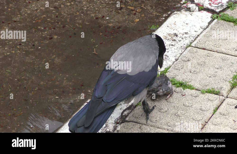 Horror. An urban raven tries to dismantle a rat by hitting his beak on ...