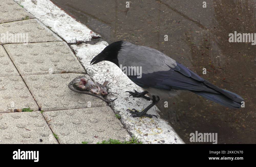 Horror. An urban raven tries to dismantle a rat by hitting his beak on ...