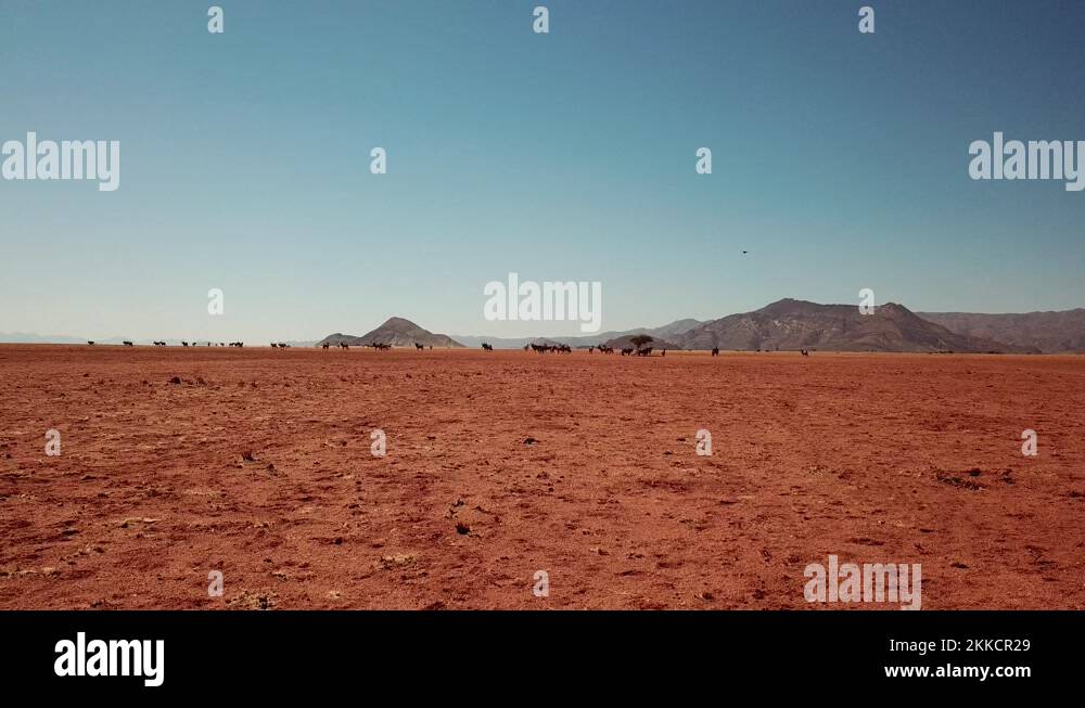 Namibia Kalahari Desert in Africa. Aerial Drone Shot. Springbok Gazelle ...