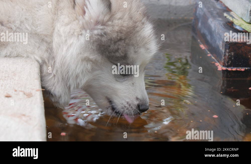 Puppy fish Stock Videos & Footage - HD and 4K Video Clips - Alamy