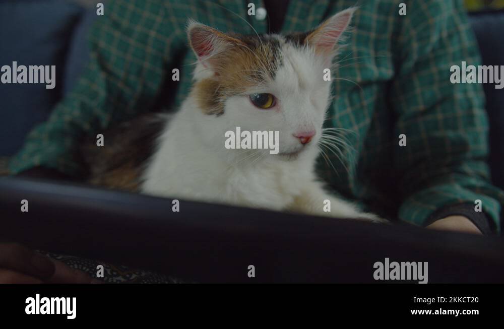 Owner pc Stock Videos & Footage - HD and 4K Video Clips - Alamy