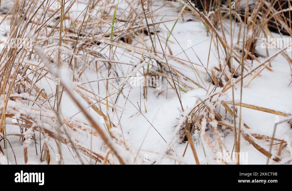 Frozen sticks Stock Videos & Footage - HD and 4K Video Clips - Alamy