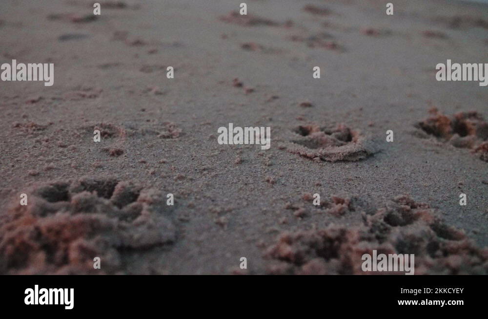 Dog prints in sand on the beach Stock Videos & Footage - HD and 4K Video Clips - Alamy