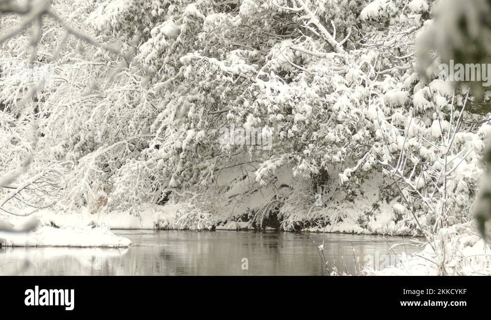 Slowly current of a small river surrounded by slowly moving branches of ...