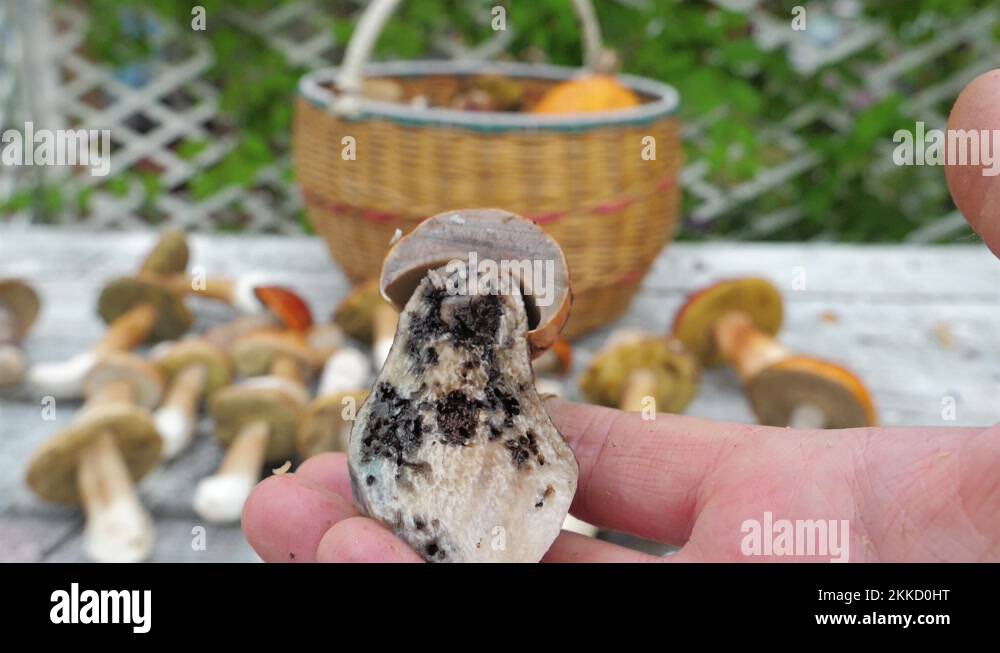 Fly worms Stock Videos & Footage - HD and 4K Video Clips - Alamy