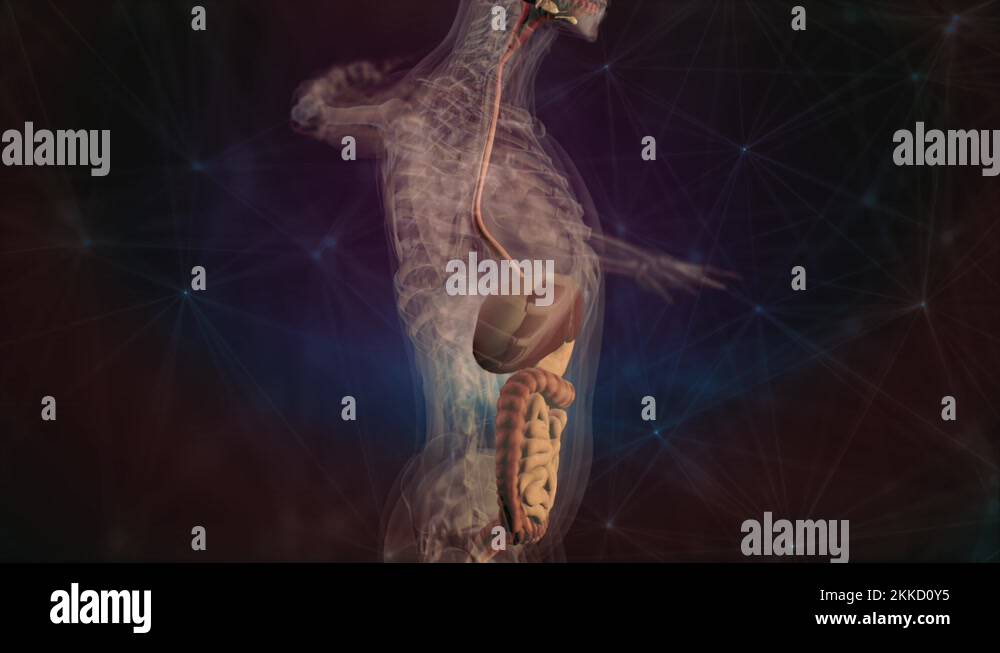 Bone human digestive Stock Videos & Footage - HD and 4K Video Clips - Alamy