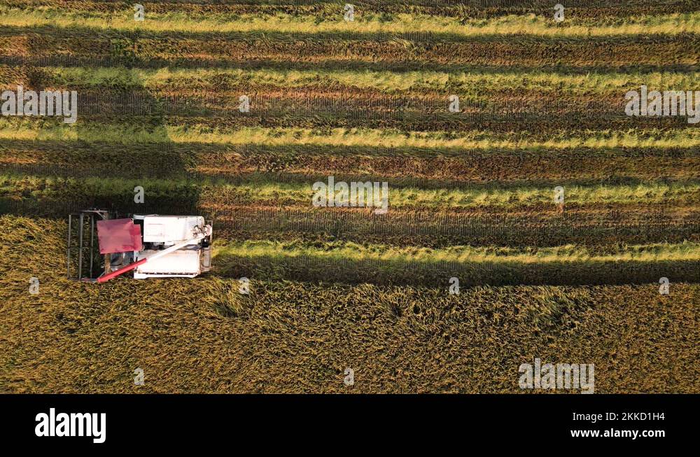 Horizontal lines of plant Stock Videos & Footage - HD and 4K Video ...