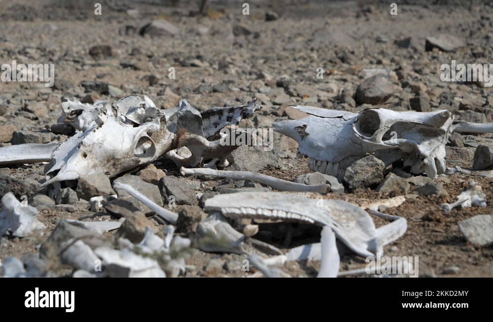 Dead cow skeleton bone bones Stock Videos & Footage - HD and 4K Video ...