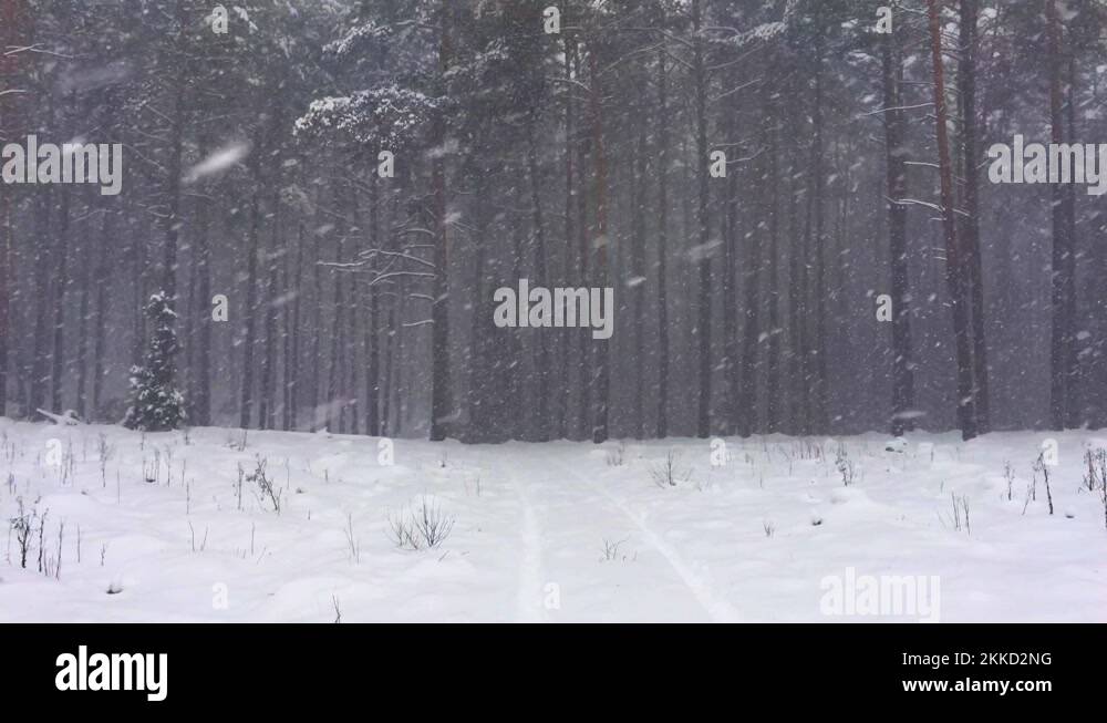 Heavy snowstorm snowflake falling down in the pine tree forest winter ...