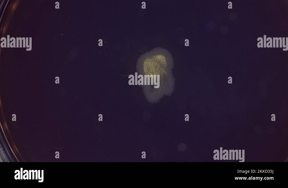 Mycelium in fungi Stock Videos & Footage - HD and 4K Video Clips - Alamy