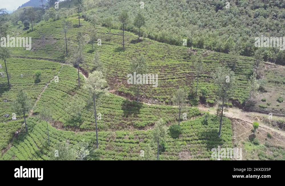 Tropical mountain slope Stock Videos & Footage - HD and 4K Video Clips ...