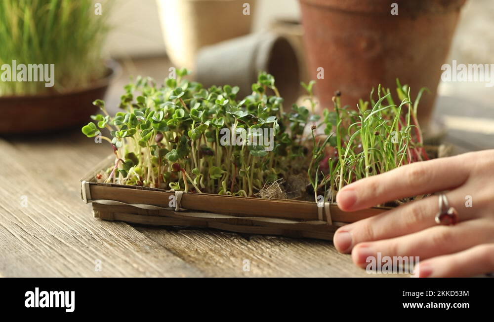 Micro leaf radish Stock Videos & Footage - HD and 4K Video Clips - Alamy