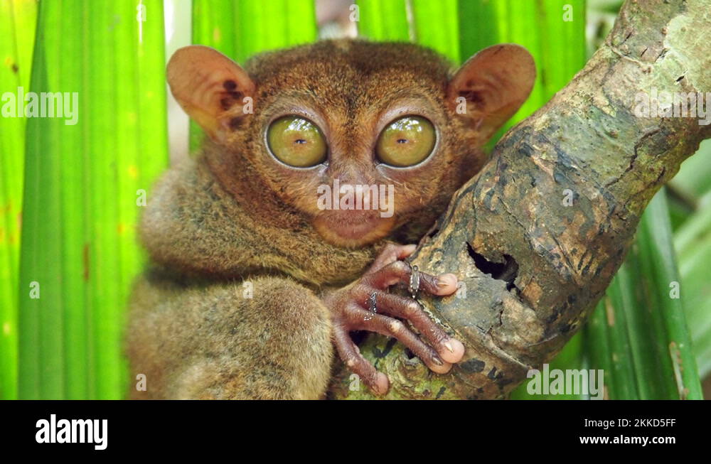 Closeup Shot of Philippine Tarsier in Its Natural Habitat, Bohol ...
