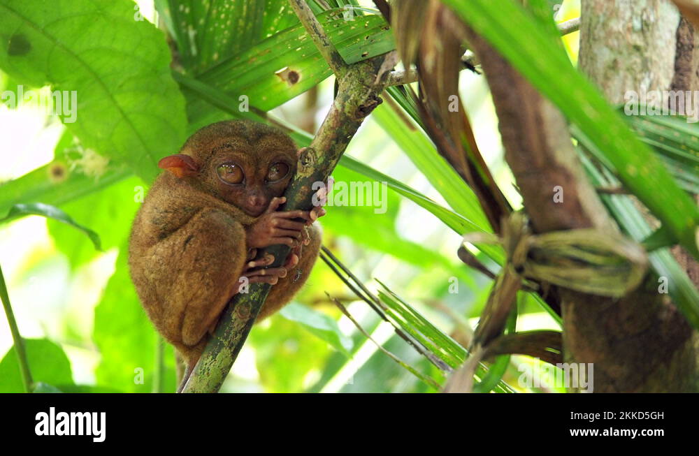 Philippine Tarsier in Its Natural Habitat, Bohol Island, Philippines ...
