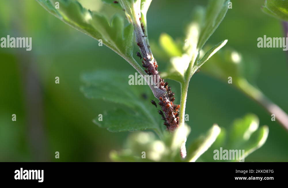 Flora conservation Stock Videos & Footage - HD and 4K Video Clips - Alamy