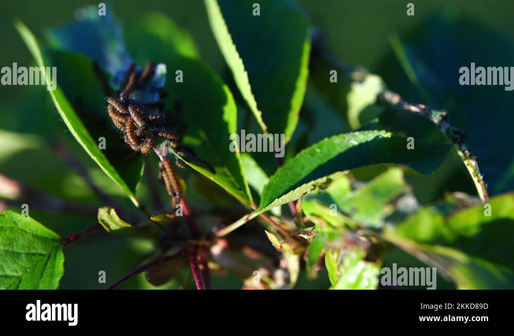 Crawling disgusting larvae attacking tree leaves and making cobweb and ...