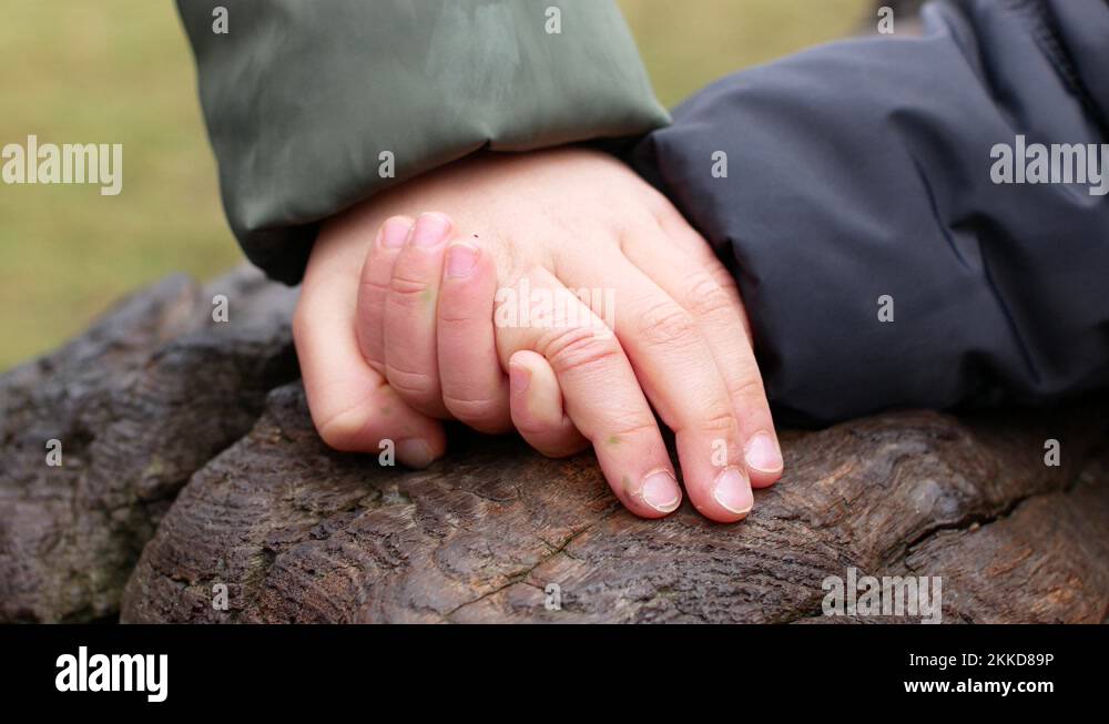 Ground hugging tree Stock Videos & Footage - HD and 4K Video Clips - Alamy