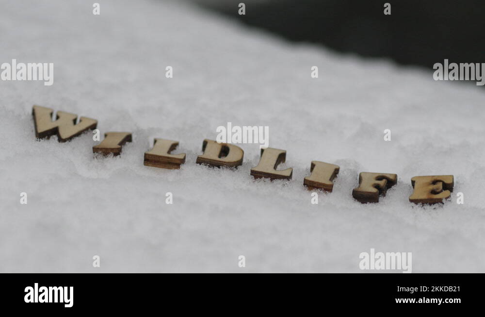 Wildlife conceptual Stock Videos & Footage - HD and 4K Video Clips - Alamy