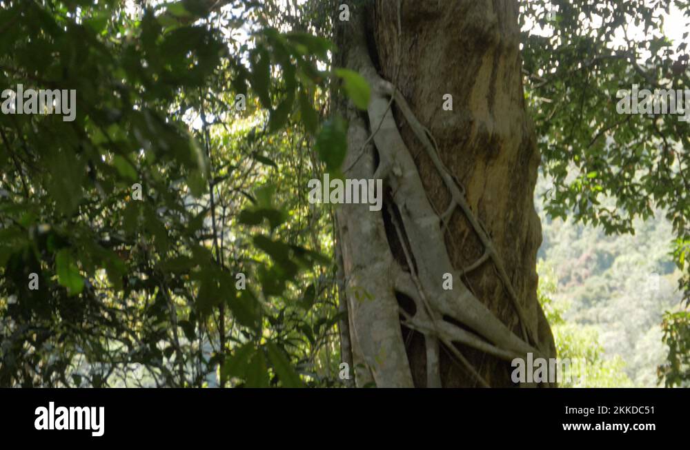 Strangler fig Stock Videos & Footage - HD and 4K Video Clips - Alamy