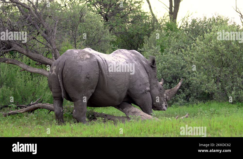 Amazing rhino Stock Videos & Footage - HD and 4K Video Clips - Alamy