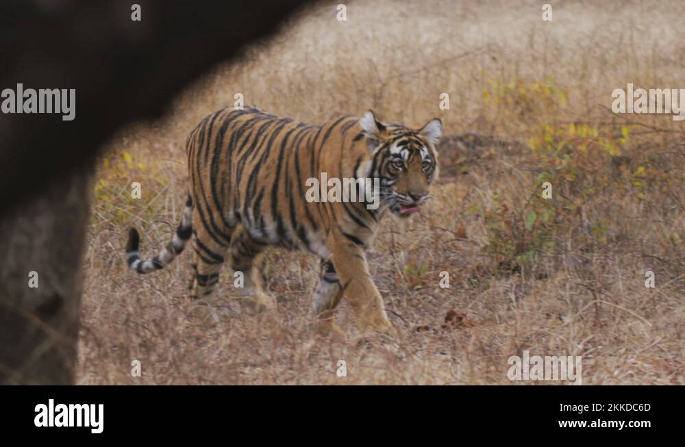 Royal bengal tiger india Stock Videos & Footage - HD and 4K Video Clips ...