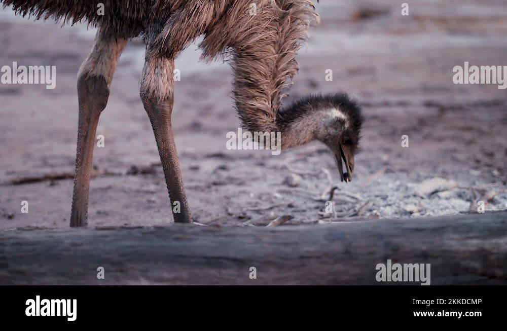 Australianemu Stock Videos & Footage - HD and 4K Video Clips - Alamy