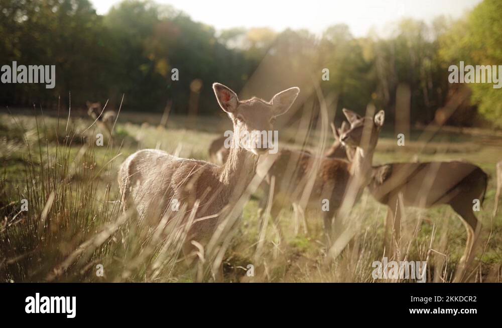 Fawn on meadow Stock Videos & Footage - HD and 4K Video Clips - Alamy
