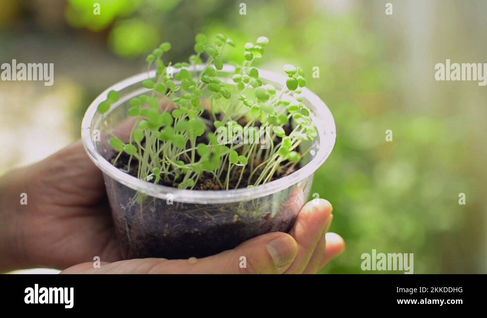 Seedling growing cup Stock Videos & Footage - HD and 4K Video Clips - Alamy