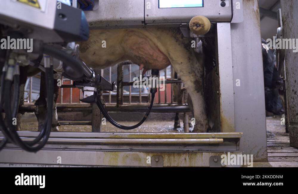 Automated Milking System On A Dairy Farm - Cow Milked By Milking Robot ...