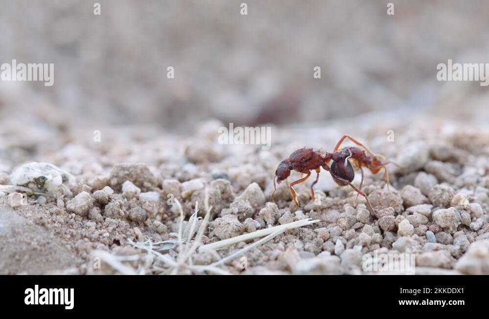 Ant queen abdomen Stock Videos & Footage - HD and 4K Video Clips - Alamy