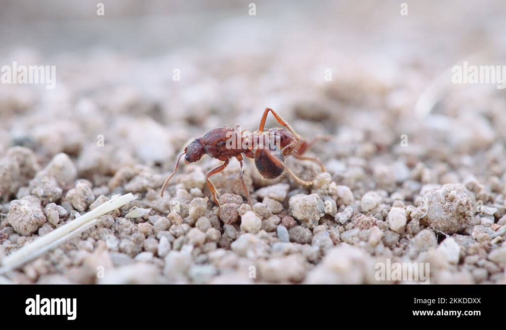 Leafcutter ant major pulls on then released the abdomen of a mated ...
