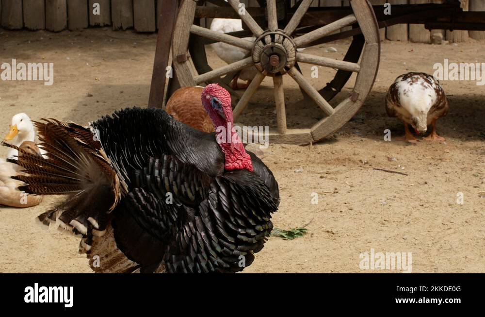Chicken peacock Stock Videos & Footage - HD and 4K Video Clips - Alamy