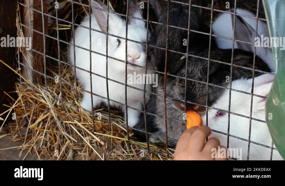 Rabbits on the farm. Children feed rabbits with carrots on the ranch ...