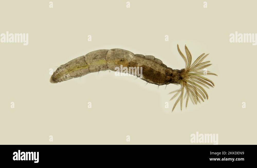 Worm Manayunkia baicalensis under a microscope, of the family ...