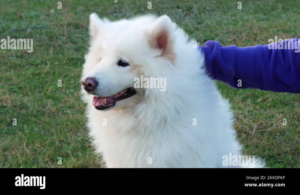 Female samoyed Stock Videos & Footage - HD and 4K Video Clips - Alamy