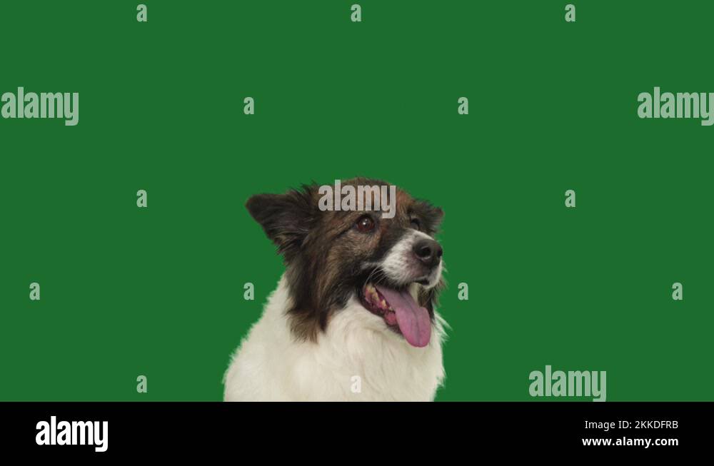 funny dog on green screen Stock Video Footage - Alamy