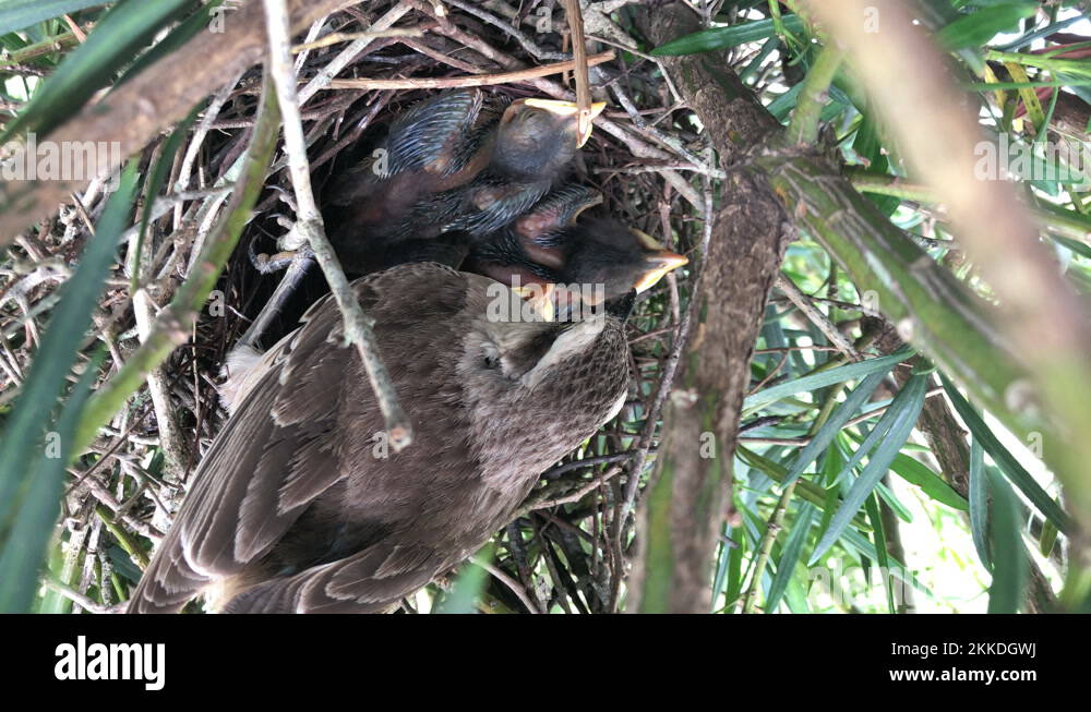 Browed mockingbird Stock Videos & Footage - HD and 4K Video Clips - Alamy