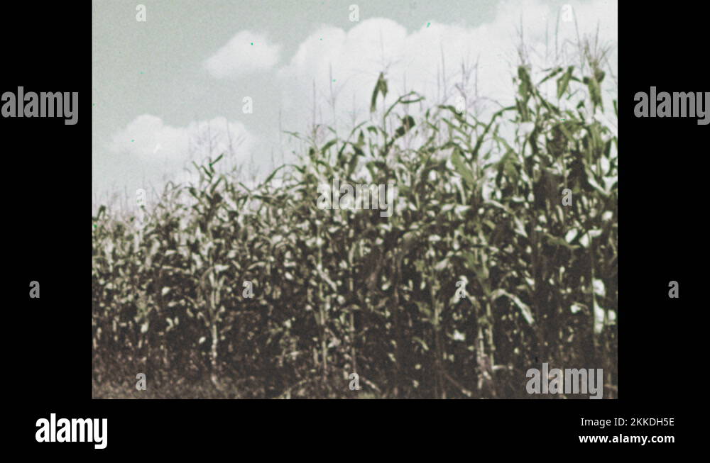 Corn field tractor Stock Videos & Footage - HD and 4K Video Clips - Alamy