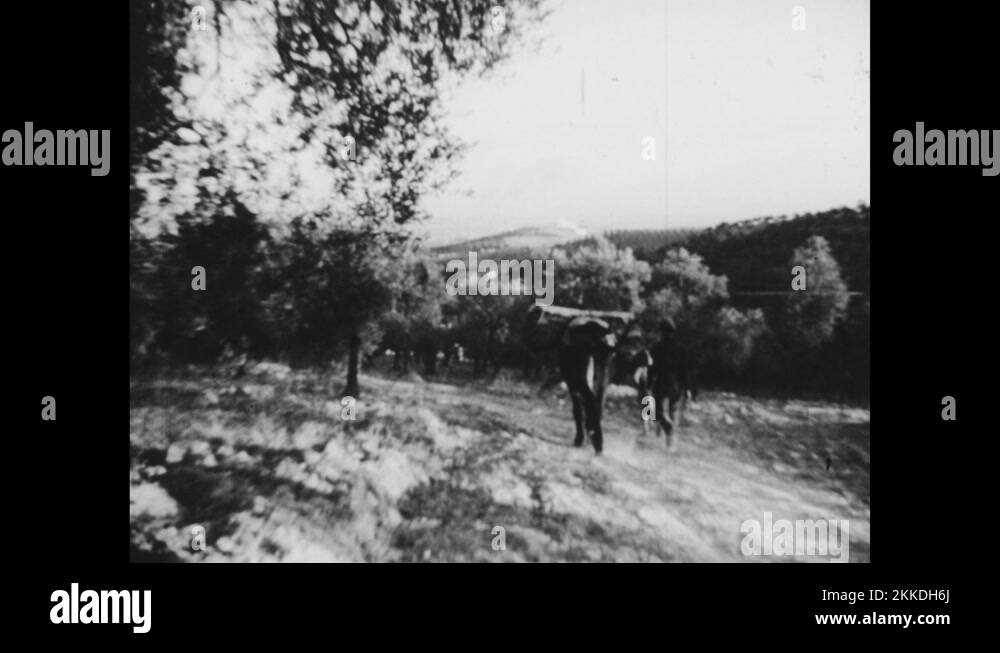 Spanish mule Stock Videos & Footage - HD and 4K Video Clips - Alamy