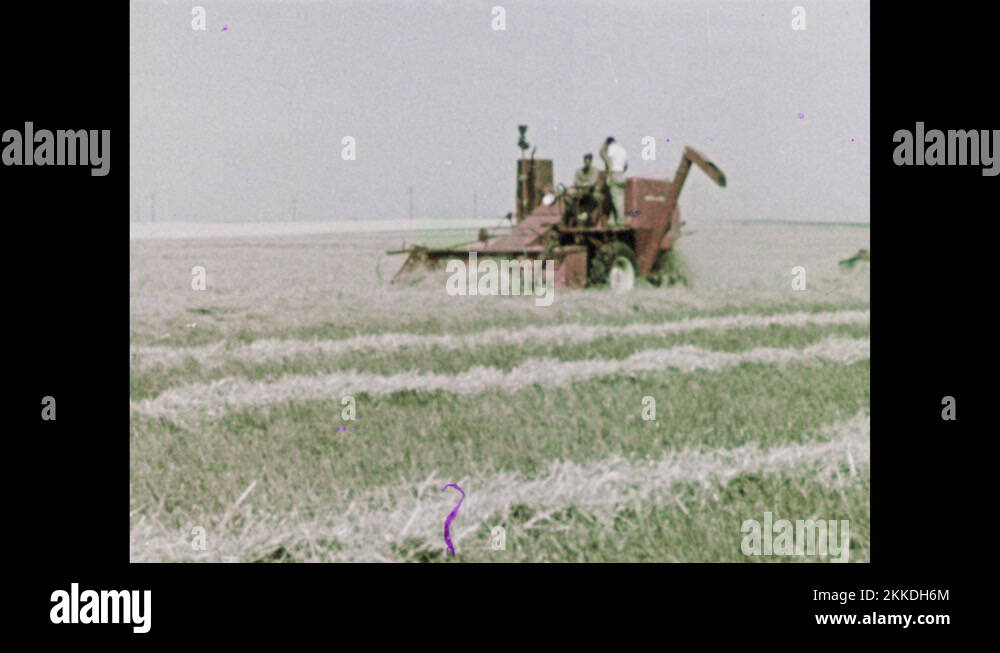 1950s: Shots of farming equipment driving through field. Grain pouring ...